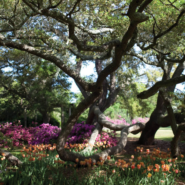 The Story of Airlie Gardens in Wilmington | Our State