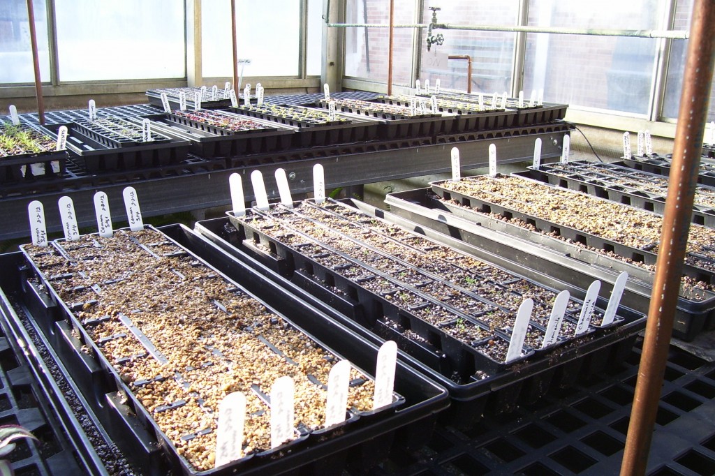 Tips for Spring Seed Starting | Our State