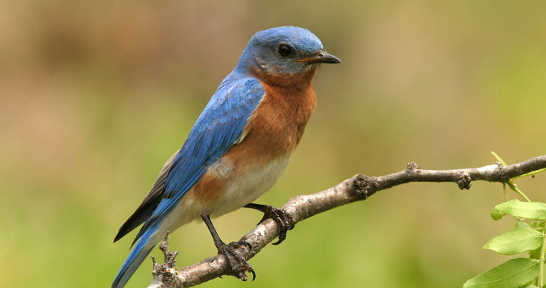 A Home for Bluebirds | Our State