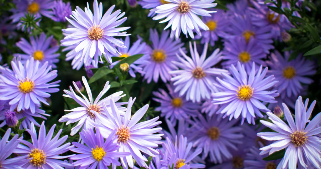 Tips for a Beautiful Garden in August | Our State