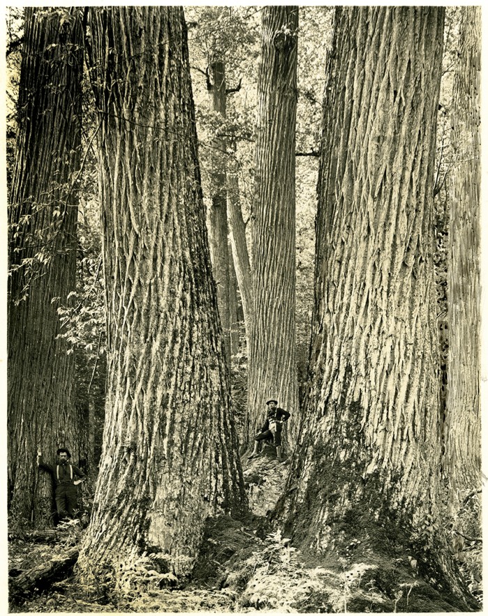 The Lord of the Forest: the American Chestnut | Our State