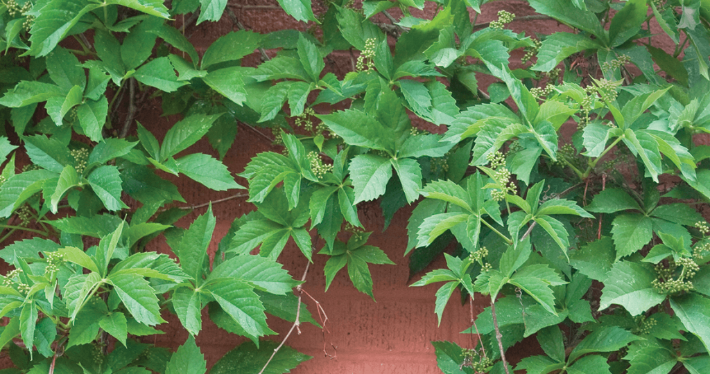 Virginia Creeper | Our State