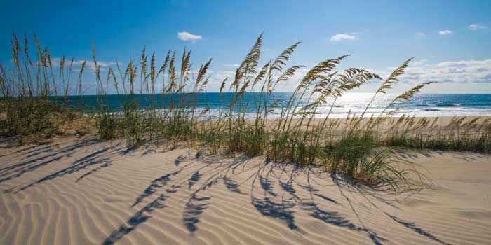 Sea Oats – Our State Magazine