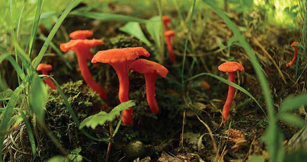Foraging a Forest Bounty | Our State