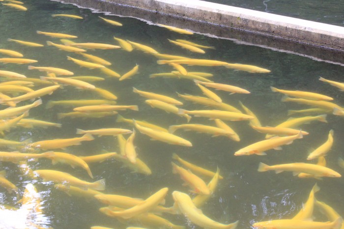 The Cherokee Tribal Fish Hatchery | Our State