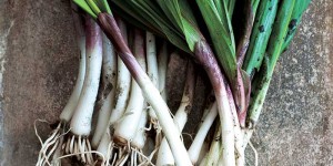 Cherokee Flavor | Our State