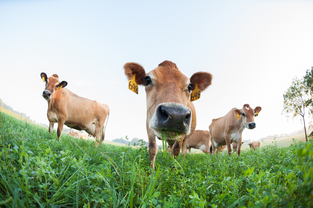 The Cows of Iredell County | Our State