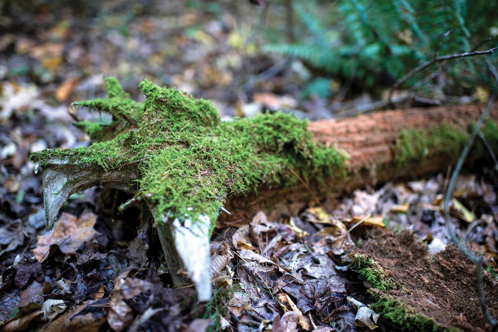 Becoming Present at Timberlake Farm Earth Sanctuary | Our State