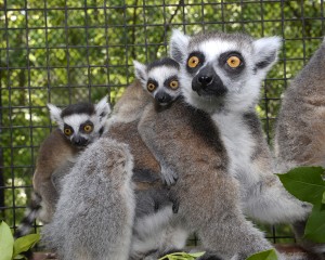 Duke Lemur Center Educates and Entertains | Our State