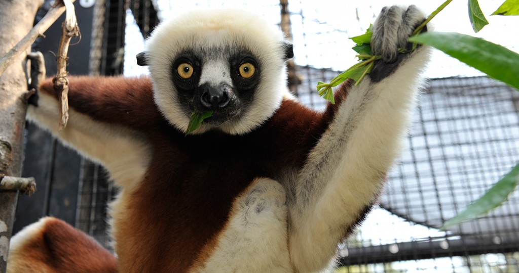 Duke Lemur Center Educates and Entertains | Our State