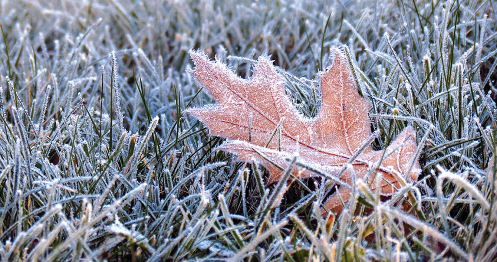 A Note of Appreciation for Fall's First Frost | Our State