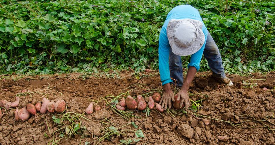What’s the History of the Sweet Potato? | Our State