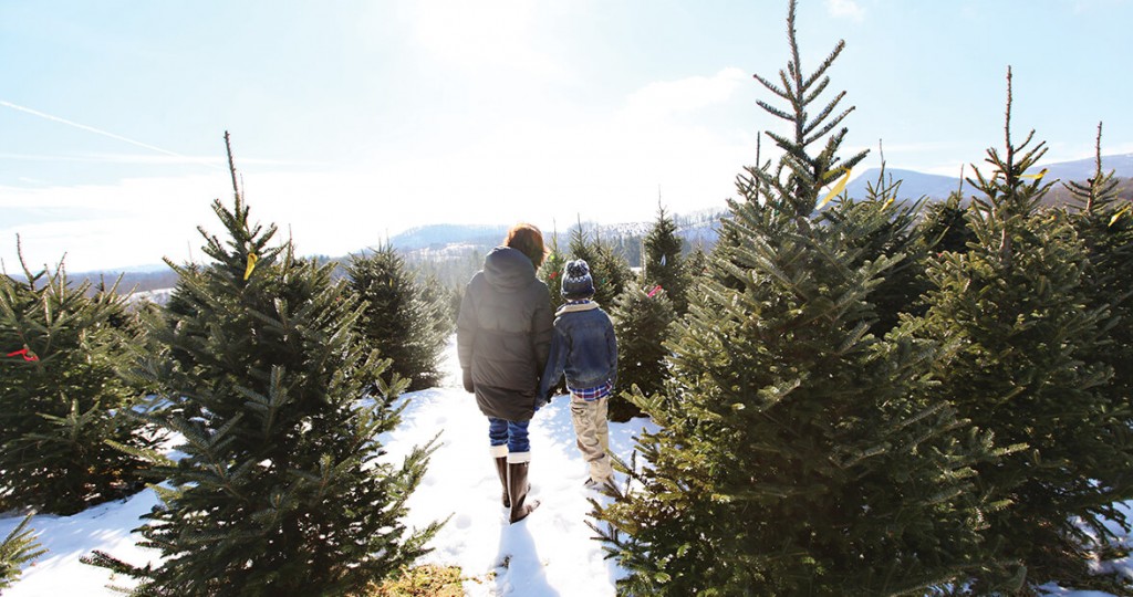 Ramblin' Man: Christmas Tree Hunting | Our State