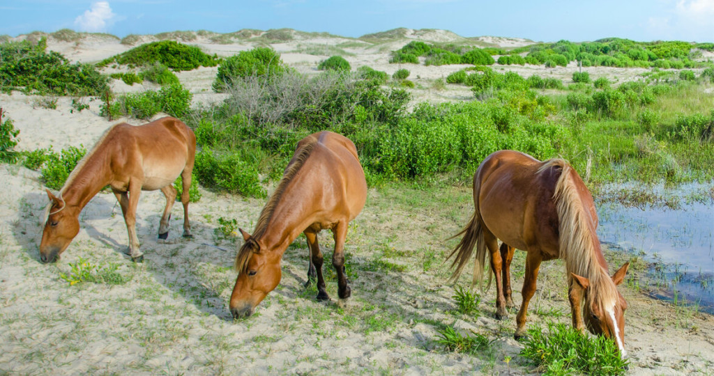 Sturdy Through Storms and Sun, Corolla Wild Horses Plod On | Our State