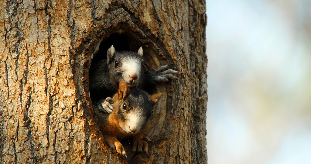 The Fox Squirrel is Both Exotic and Familiar | Our State