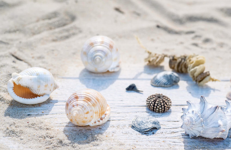 Photo Essay: The Carolina Scots | Our State