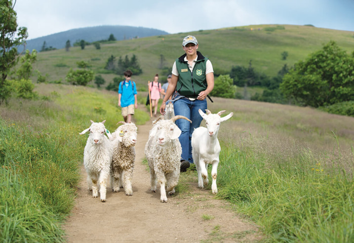 The Goat Whisperers of Roan Mountain | Our State