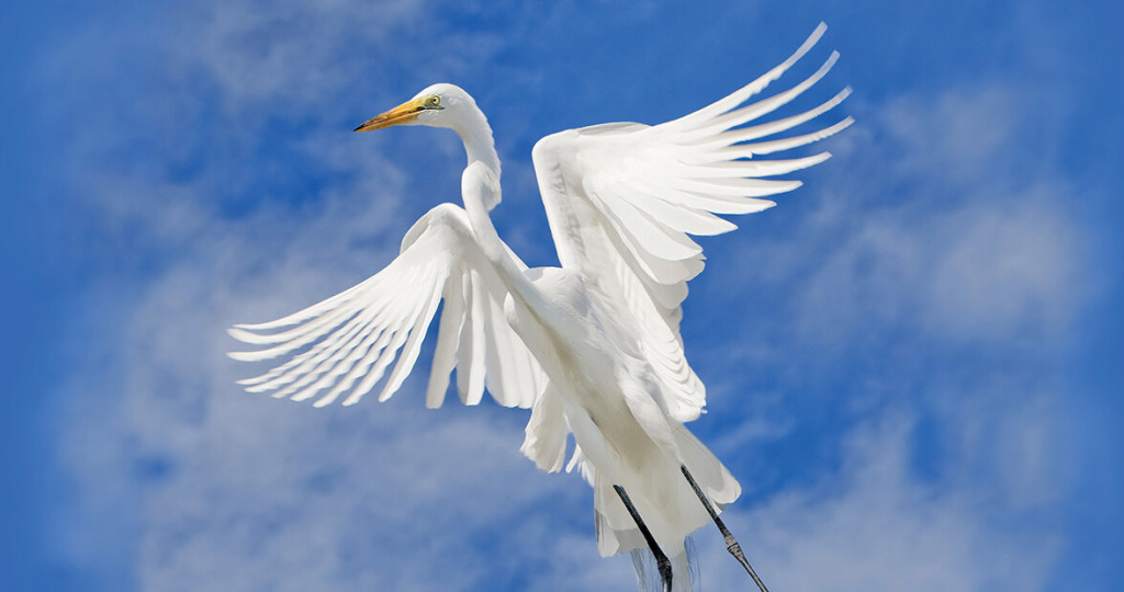 T. Gilbert Pearson, the Man Who Loved the Birds | Our State