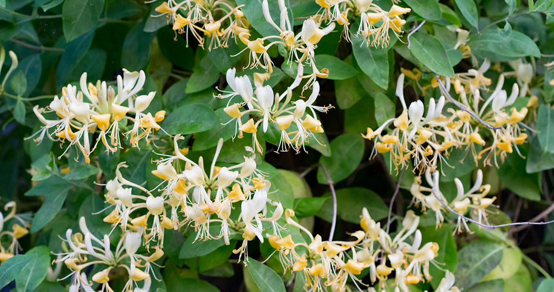 Honeysuckle is Spring's Delicate Trumpet | Our State