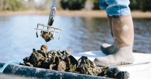 Oysters are the Beauty Within Stump Sound | Our State