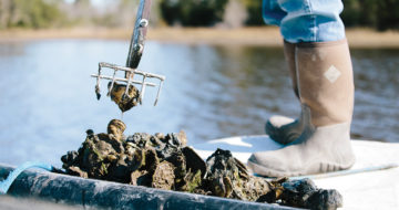 Oysters are the Beauty Within Stump Sound | Our State