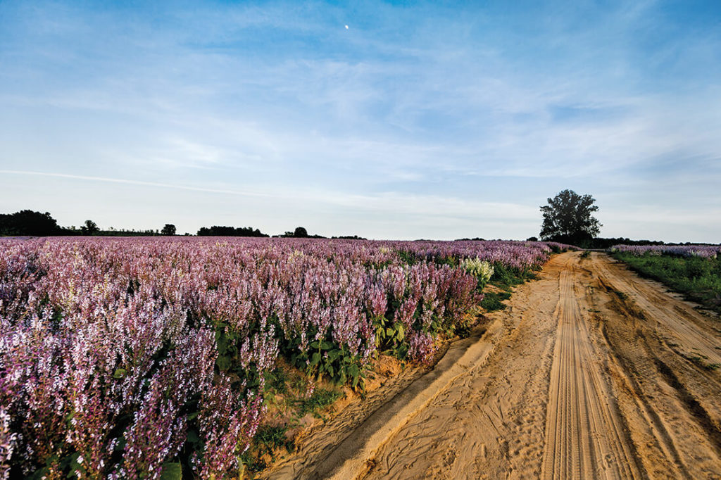 Clary Sage's Smell of Success | Our State
