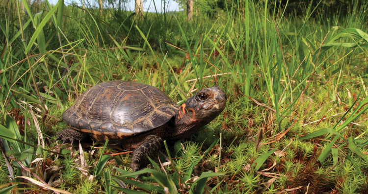 Bog Turtles Have Reason to Smile in Wilkes County | Our State