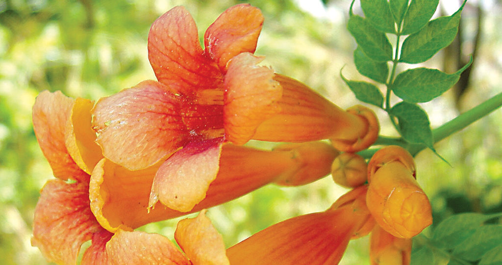 Native to Gatesville, Trumpet Creeper is a Vine Gone Wild | Our State