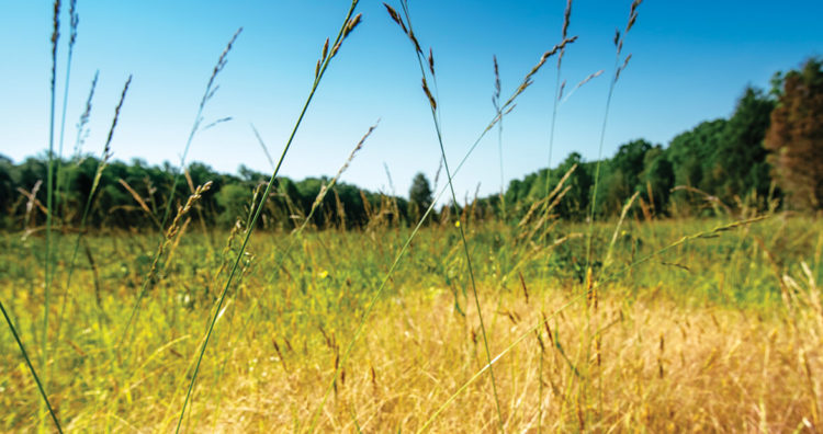 A Growing Interest in Restoring North Carolina Grasslands | Our State