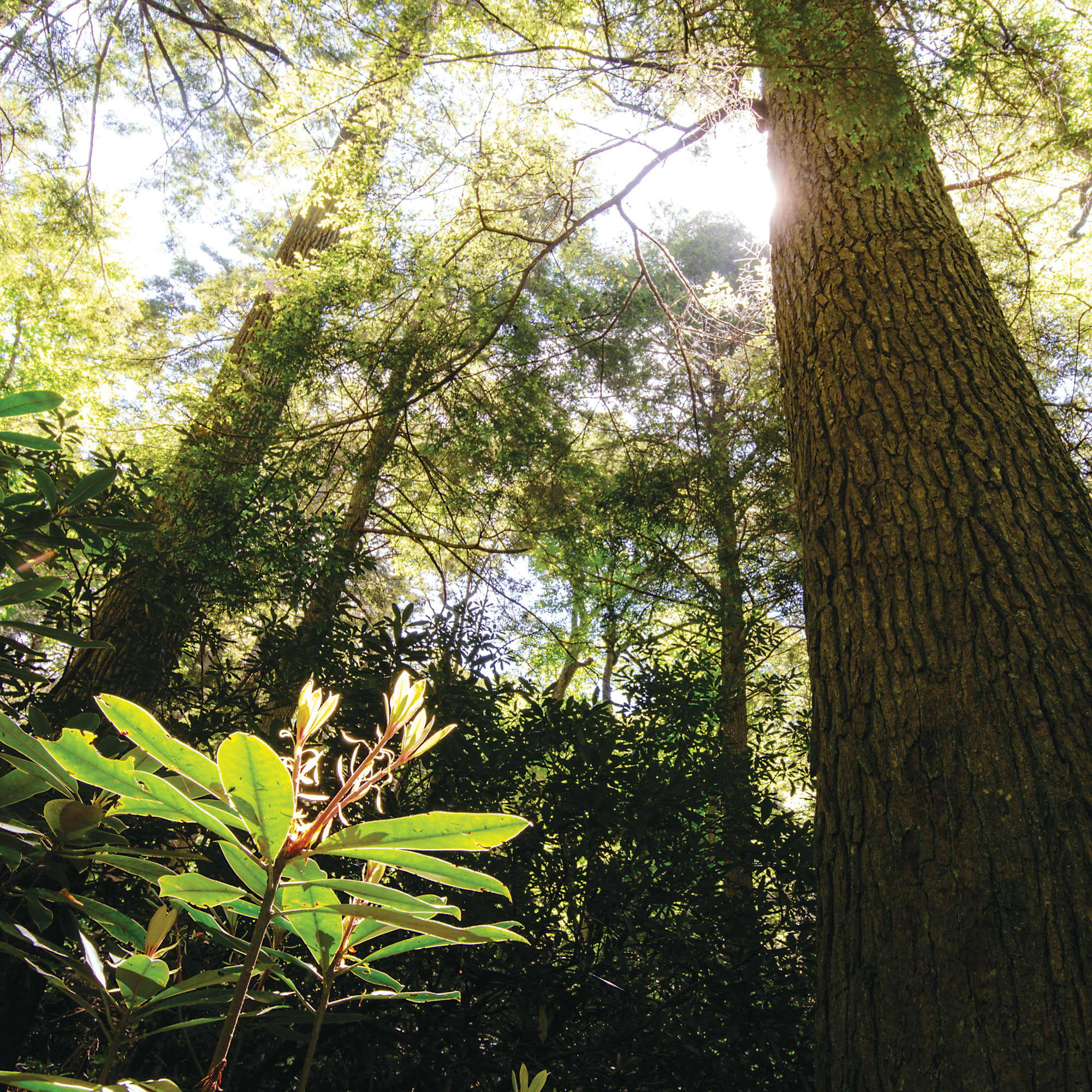 Photo Essay: Giants of the Forest | Our State