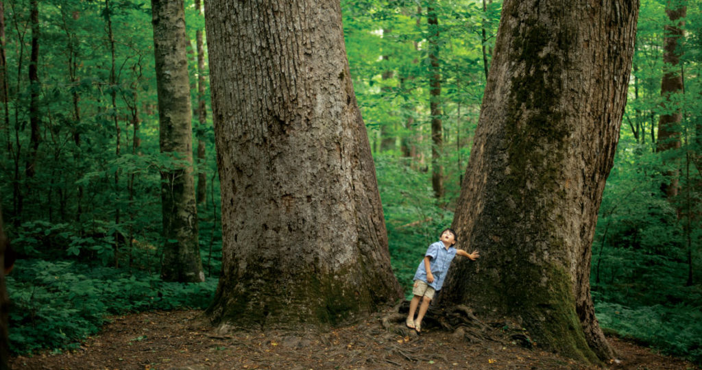 Photo Essay: Giants of the Forest | Our State