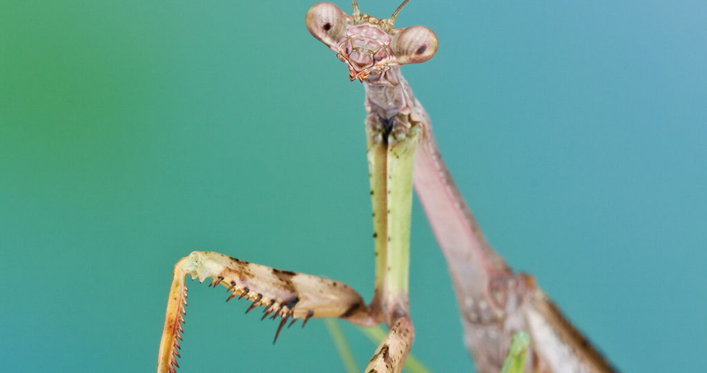 The Short but Mighty Life of the Carolina Mantis | Our State