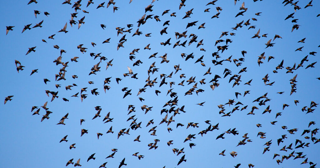 The Halifax County Blackbird Invasion of 1969 | Our State