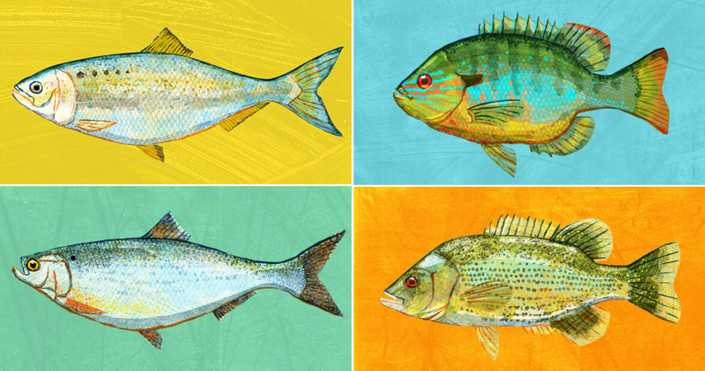 12 Months, 12 Rivers, 12 Fish: A Guide to the Freshest Catch | Our State