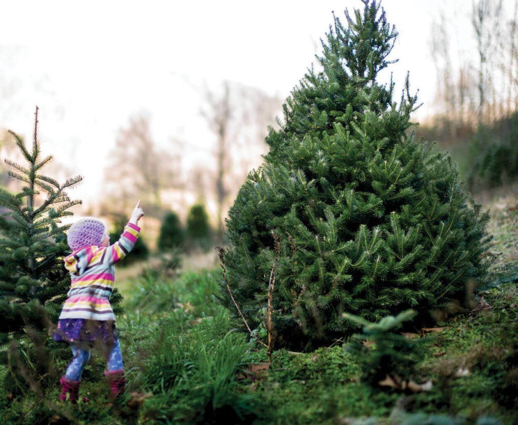 In Pursuit of the Perfect Pine: 5 North Carolina Christmas Tree Farms ...