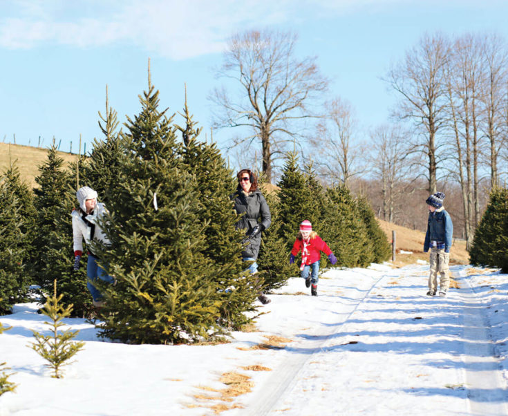 In Pursuit of the Perfect Pine: 6 North Carolina Christmas Tree Farms ...