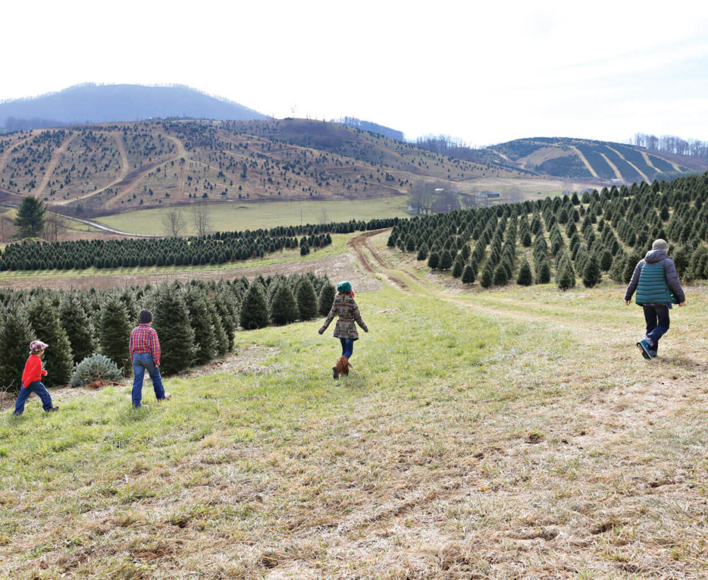 In Pursuit of the Perfect Pine: 5 North Carolina Christmas Tree Farms ...