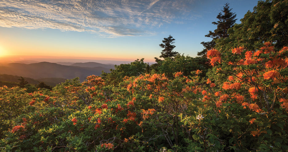 Spring in North Carolina Brings an Abundance of Azaleas | Our State