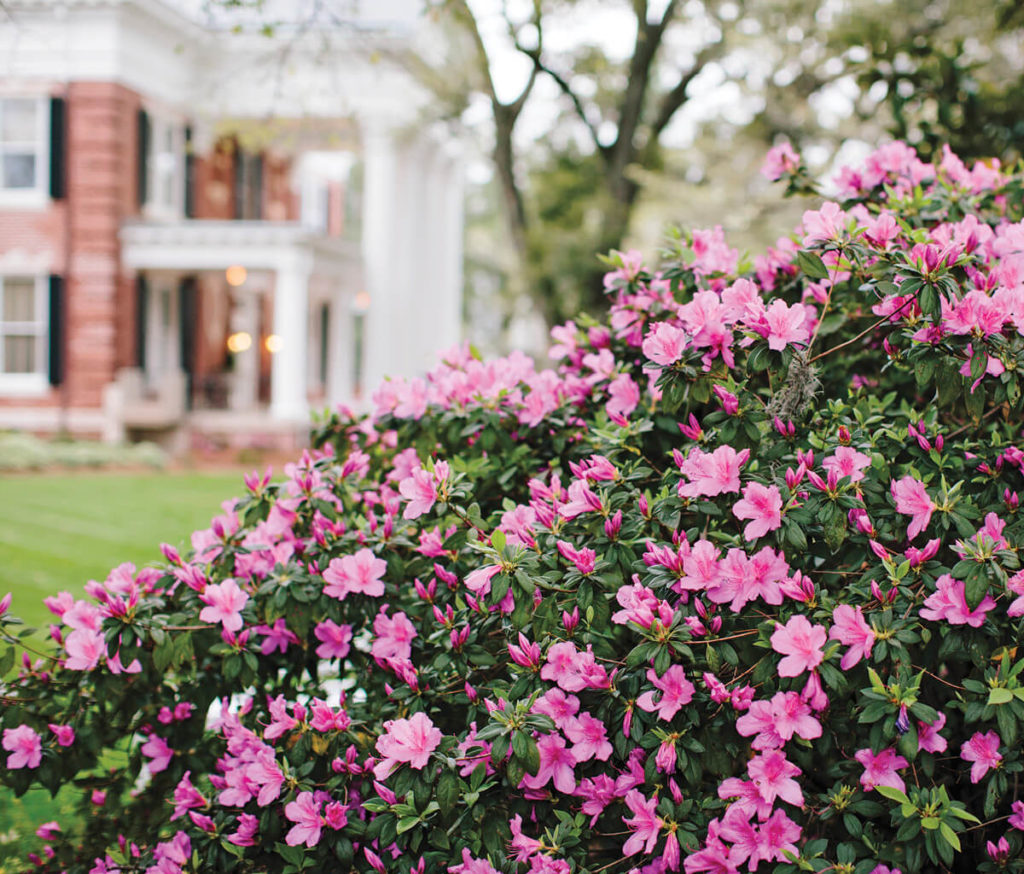 Spring in North Carolina Brings an Abundance of Azaleas | Our State