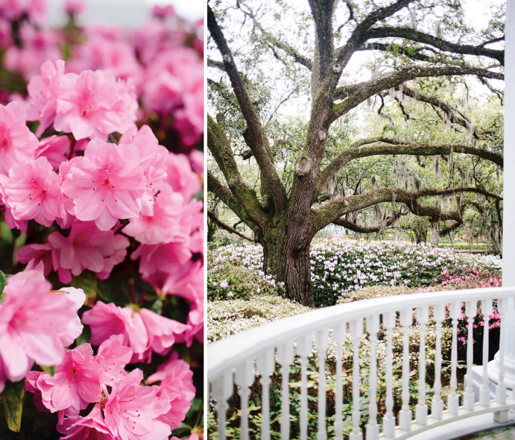 Spring in North Carolina Brings an Abundance of Azaleas | Our State