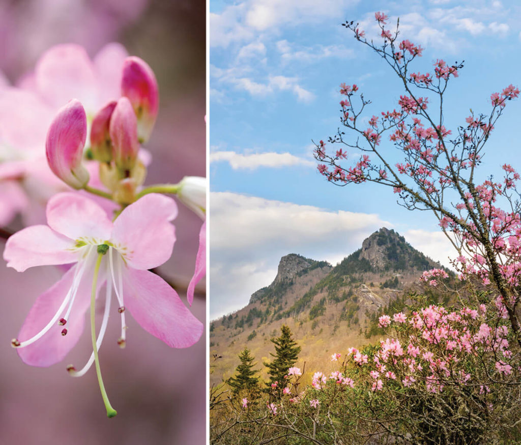 Spring in North Carolina Brings an Abundance of Azaleas | Our State