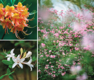 Spring in North Carolina Brings an Abundance of Azaleas | Our State