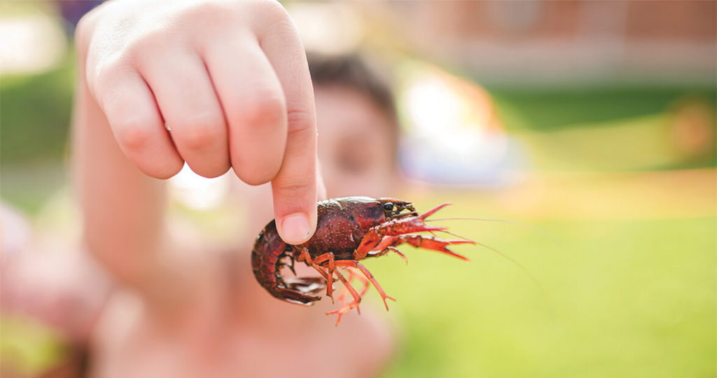 Ramblin’ Man: The Crawdad Hunter | Our State