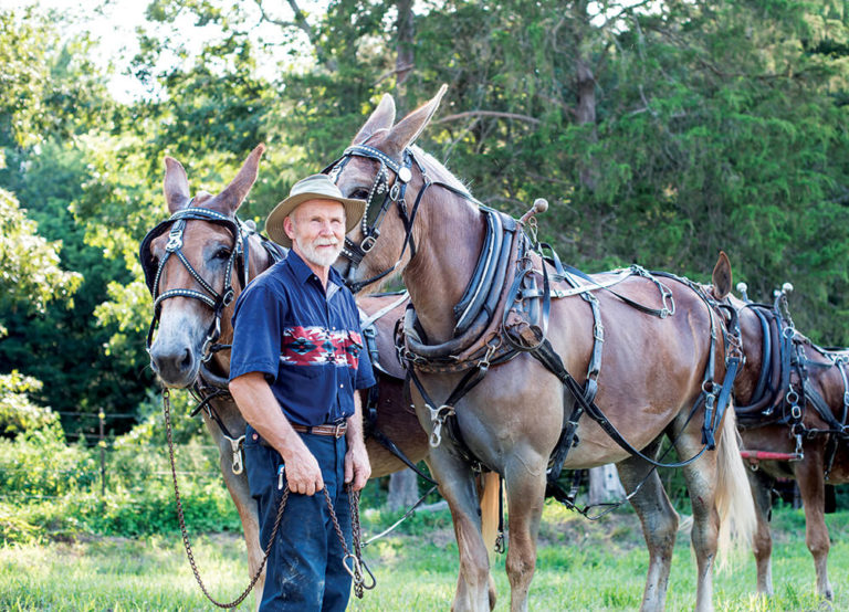 Remembering the Family Mules | Our State
