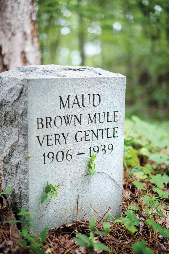 Remembering the Family Mules | Our State