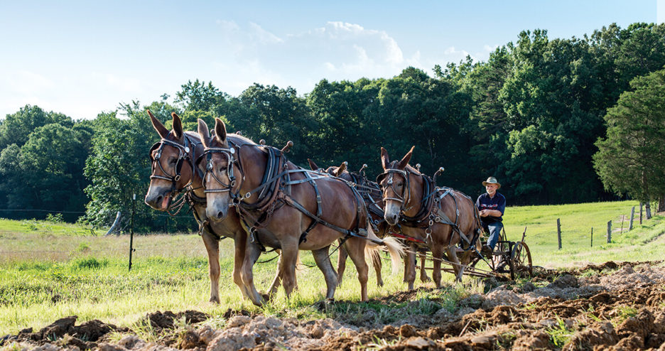 Remembering the Family Mules | Our State