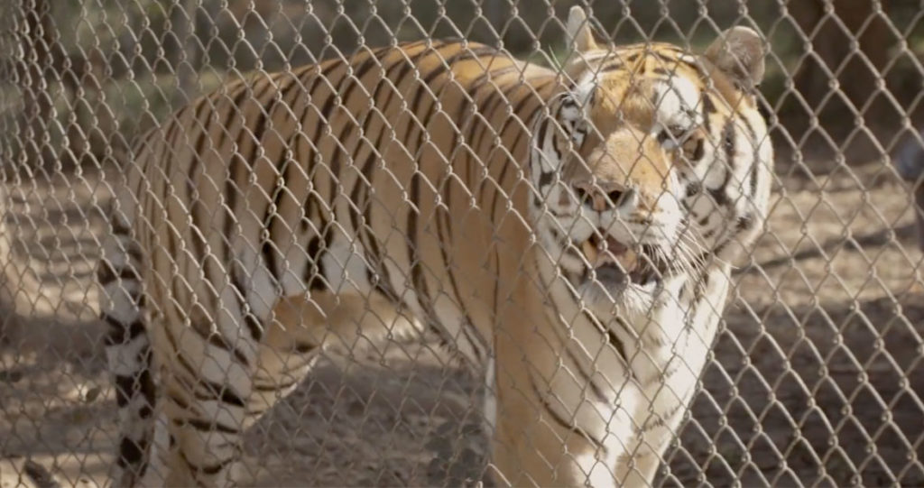 Best-Kept Secrets in the Triangle: Carolina Tiger Rescue | Our State