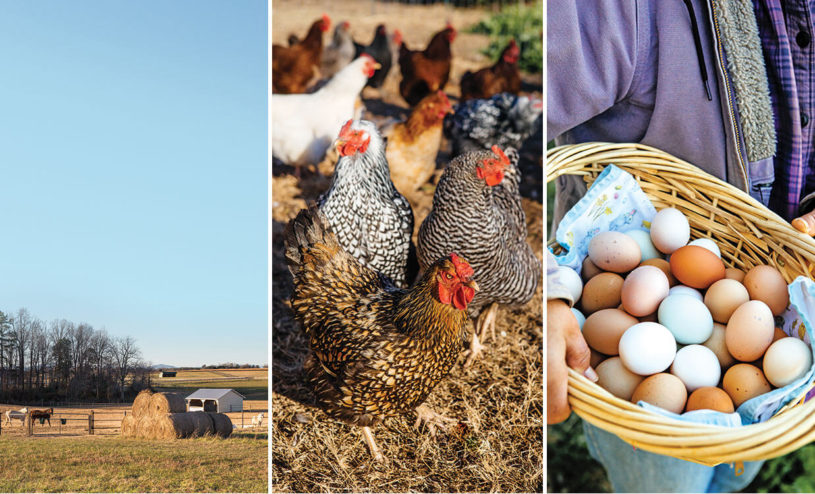 Free-Range Life at Hardscrabble Hollow Farm | Our State