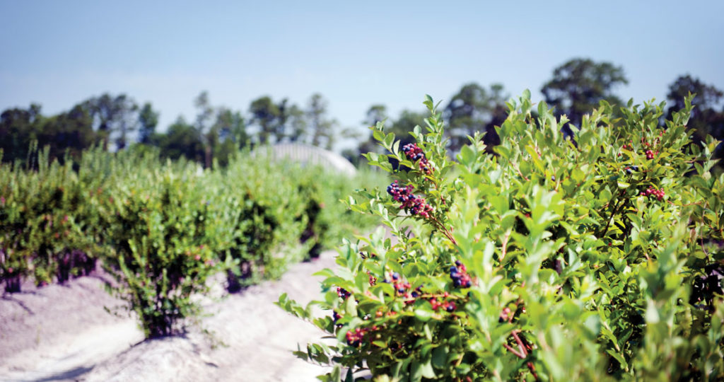 Blueberry Country in Pender County | Our State