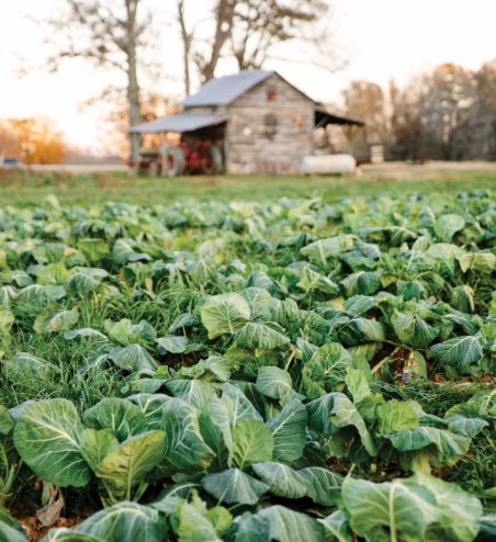 Pine Knot Farms in Hurdle Mills | Our State